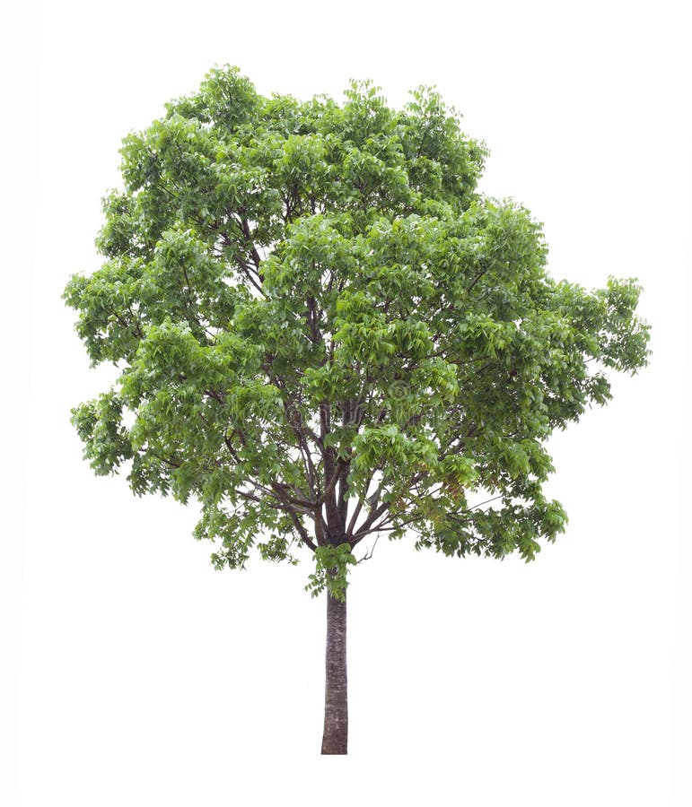 Isolated Mahogany Tree on White Background for Landscape Design Stock ...
