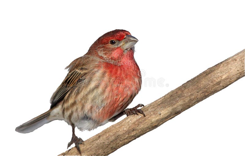 Isolated a Chaffinch stock image. Image of fringilla, finger - 3078535