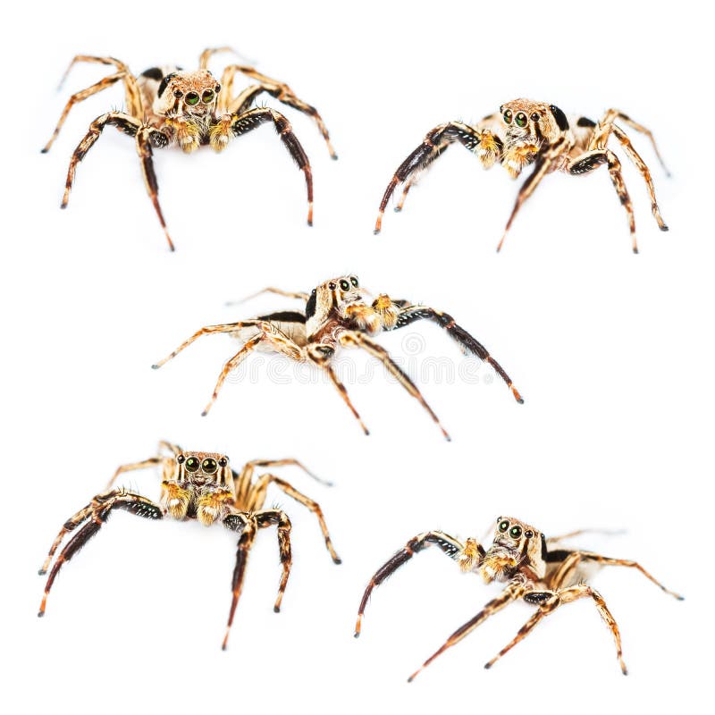 Plexippus Petersi spider stock photo. Image of face, jumping - 26717362
