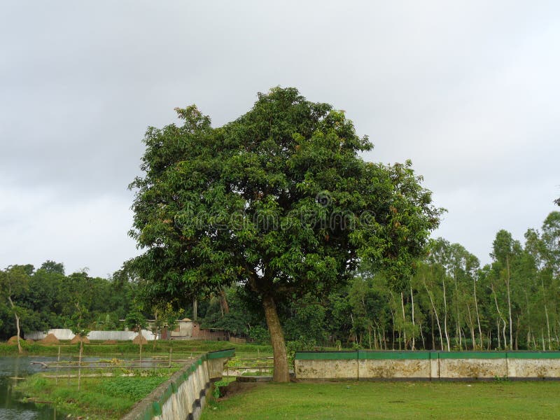 Isolated Mango Tree in a Field Stock Photo - Image of ground, botany ...