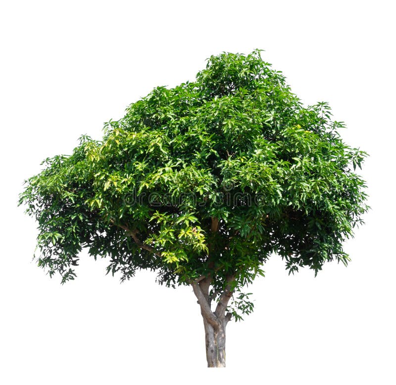 104 Bark Big Mango Tree Stock Photos - Free & Royalty-Free Stock Photos ...