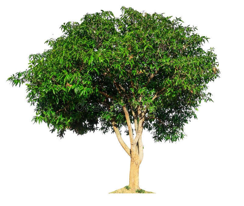 658 Bark Mango P Stock Photos - Free & Royalty-Free Stock Photos from ...