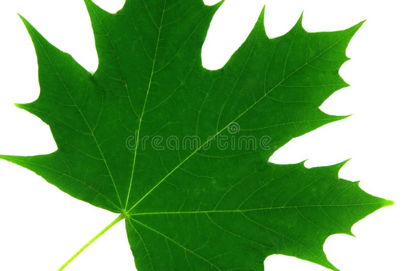 Isolated maple leaf 1 stock photo. Image of botany, background - 6728156