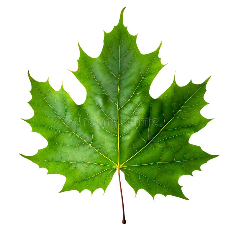 Isolated Maple Leaf on White Background Stock Illustration ...