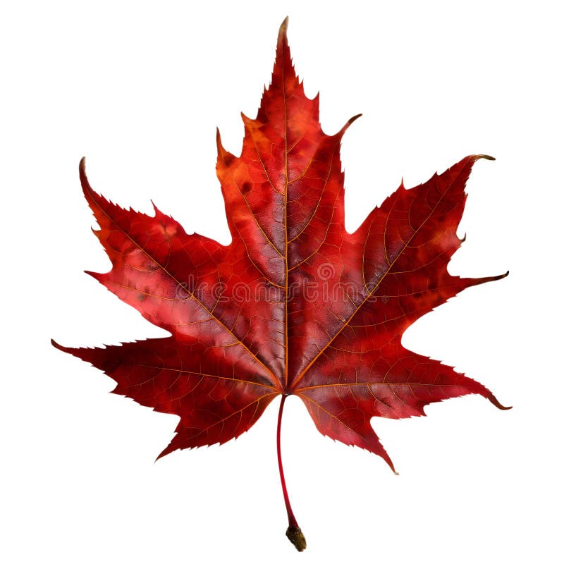 Isolated Maple Leaf on White Background Stock Photo - Image of season ...