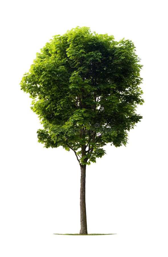 Isolated maple tree stock image. Image of foliage, forest - 28900569