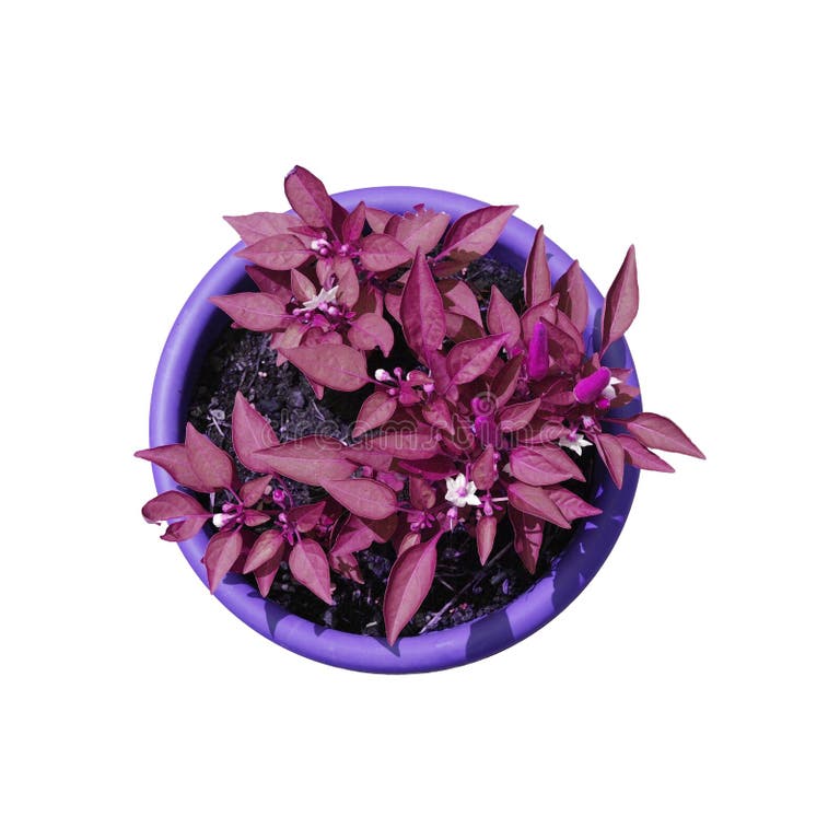 Isolated Maroon Chili Plant Stock Image - Image of food, spicy: 7217177