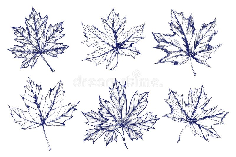Isolated Marple Leaves Skeletons. Autumn Leaf, Sketch Nature Elements ...