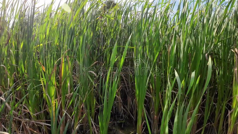 A Captivating Perspective of an Isolated Marsh Reed by the Water S Edge ...