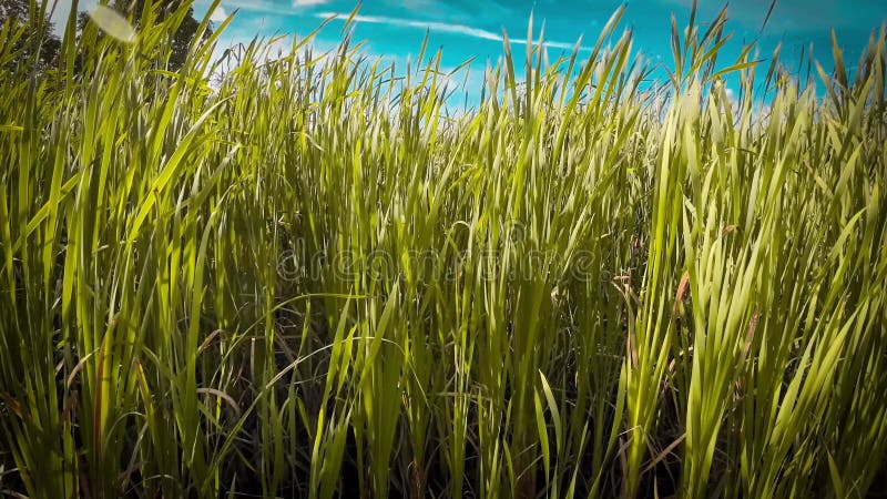 A Captivating Perspective of an Isolated Marsh Reed by the Water S Edge ...