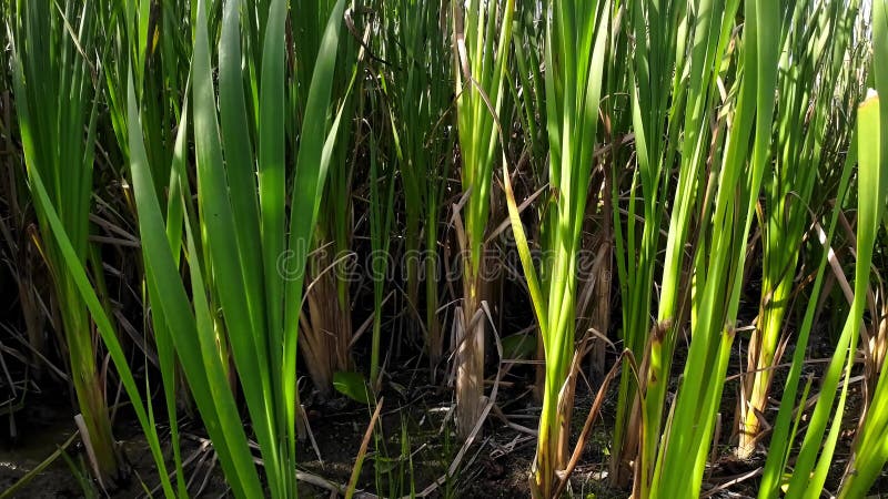 A Captivating Perspective of an Isolated Marsh Reed by the Water S Edge ...