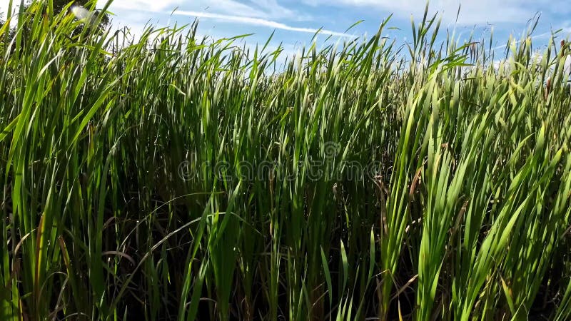 A Captivating Perspective of an Isolated Marsh Reed by the Water S Edge ...