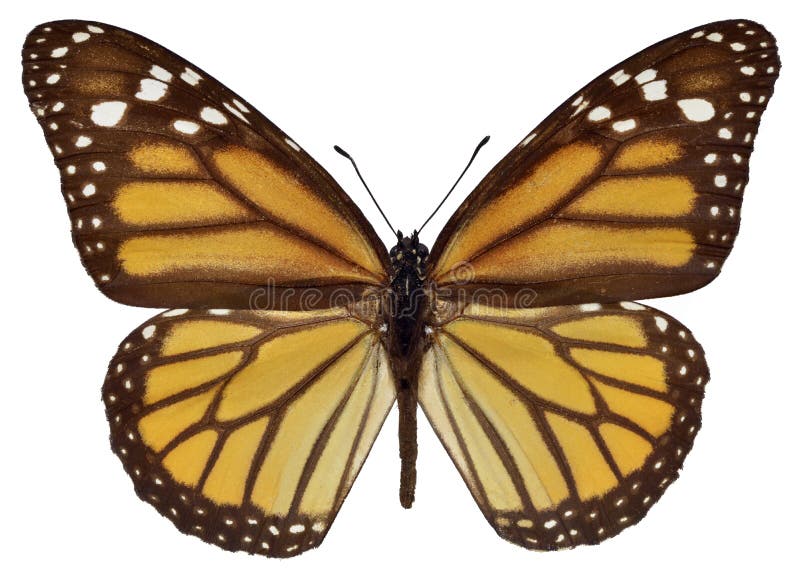 Isolated monarch butterfly stock photo. Image of collection - 4144786