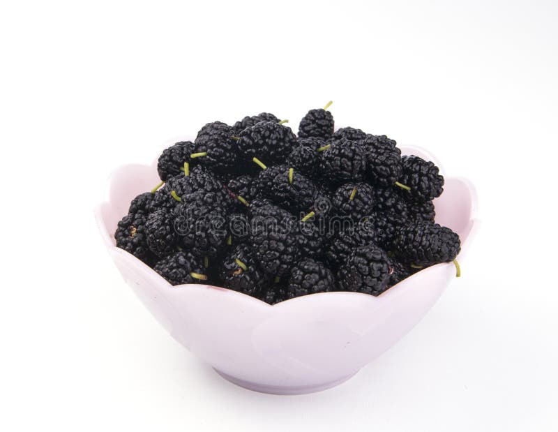 Isolated mulberry tree stock image. Image of large, botany - 31969071