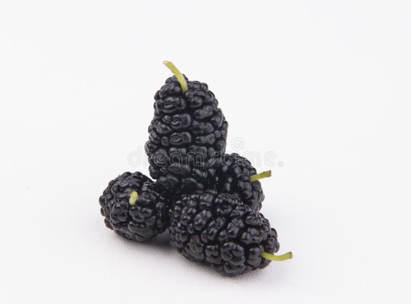 Isolated mulberry tree stock image. Image of large, botany - 31969071
