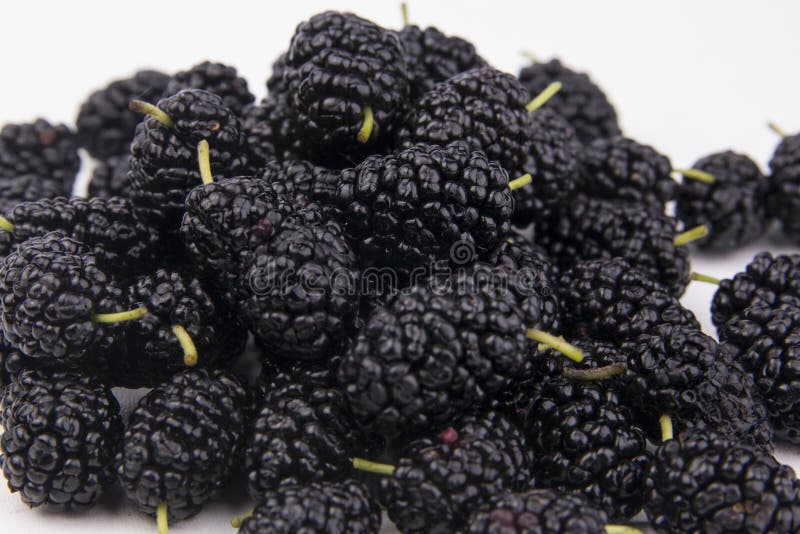 Isolated mulberry tree stock image. Image of large, botany - 31969071