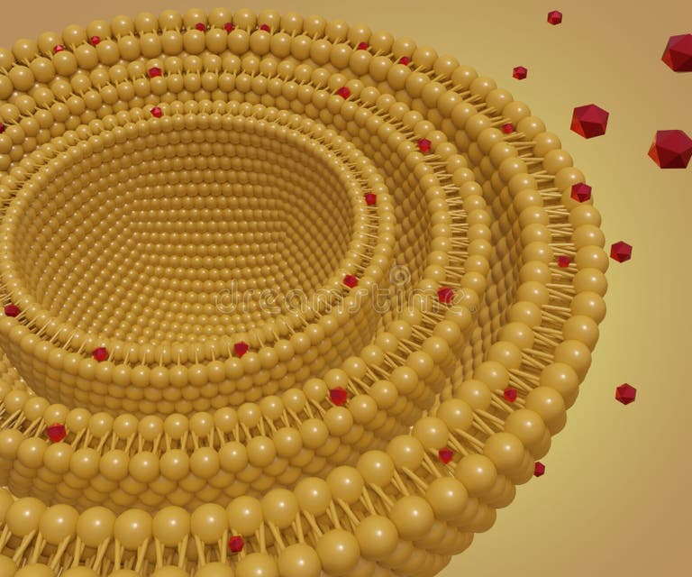 Lamellar Vesicle Stock Illustrations 15 Lamellar Vesicle Stock Illustrations Vectors