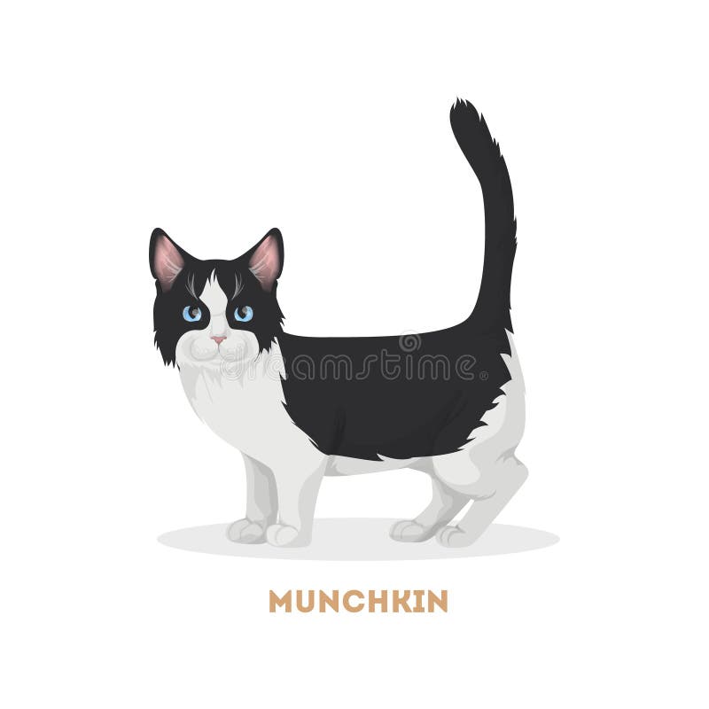 Isolated munchkin cat. stock vector. Illustration of home - 97945554