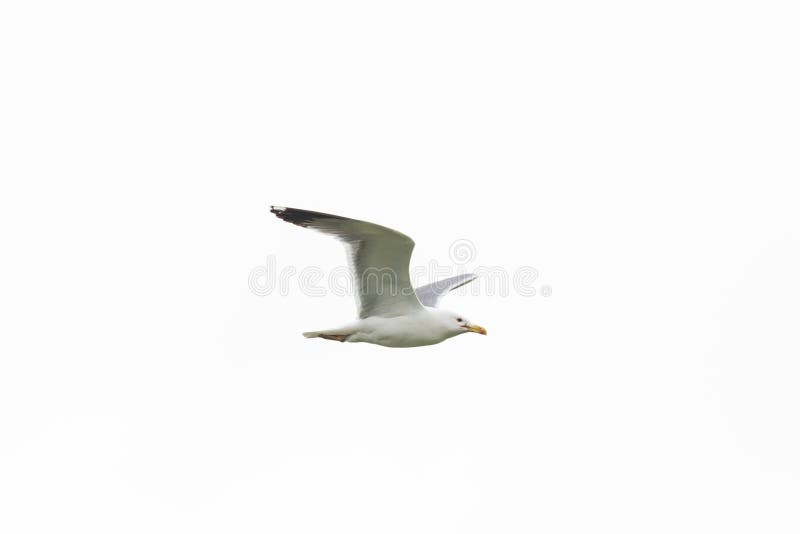 Isolated Yellow-legged Gull Larus Michahellis in Flight, White Stock ...