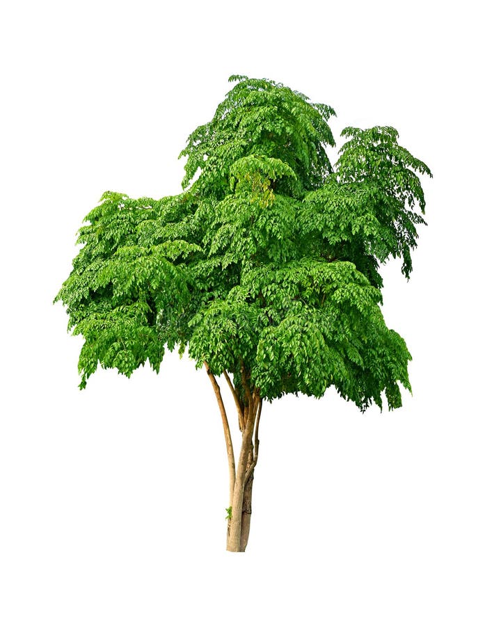 Isolated Neem Tree on a White Background (Die Cutting) Stock Image ...