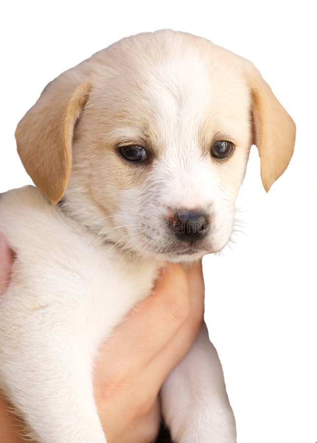 Isolated Non-breed Dog Puppy Stock Photo - Image of animal, isolated ...
