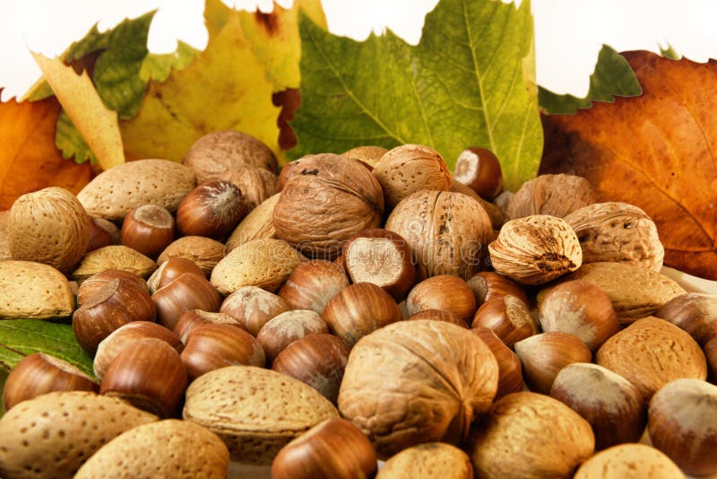 Isolated Nuts and Autumn Leaves Stock Photo - Image of autumn, walnut ...