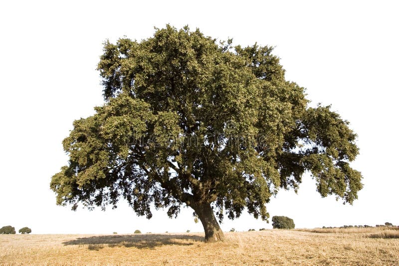 Isolated oak tree stock photo. Image of pasture, forms - 3228920