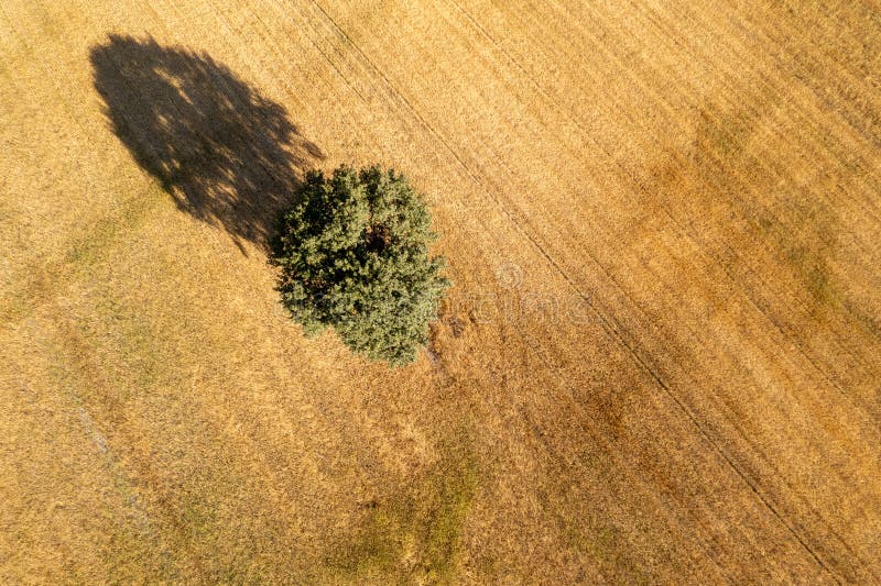 An Isolated Oak Tree in the Middle of a Wheat Field in Summer, Aerial ...