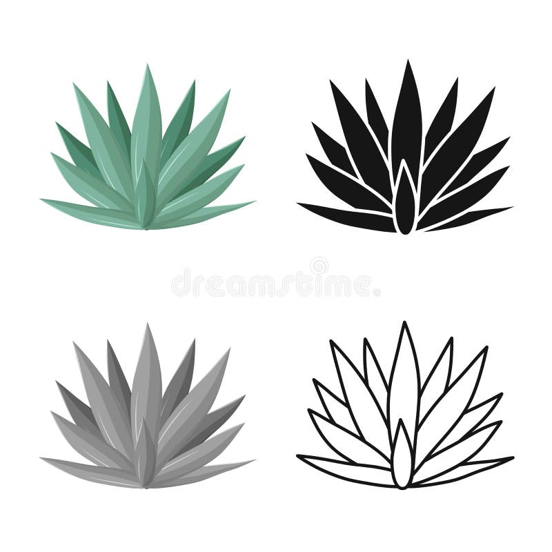 Isolated Object of Agave and Tequila Icon. Web Element of Agave and ...