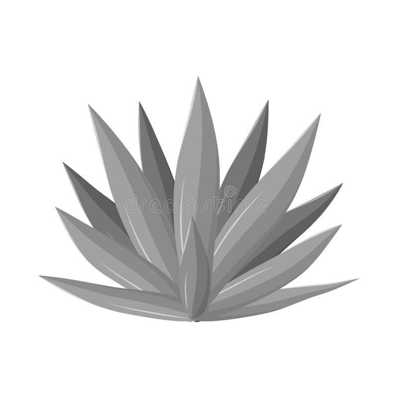 Isolated Object of Agave and Tequila Logo. Web Element of Agave and ...
