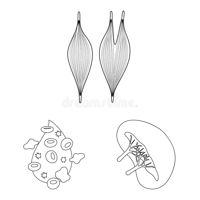 Isolated Object of Anatomy and Organ Logo. Set of Anatomy and Medical ... Isolated Object of Anatomy and Organ Logo. Set of Anatomy and Medical ...