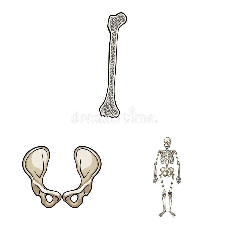 Bone Alignment Stock Illustrations – 689 Bone Alignment Stock ...