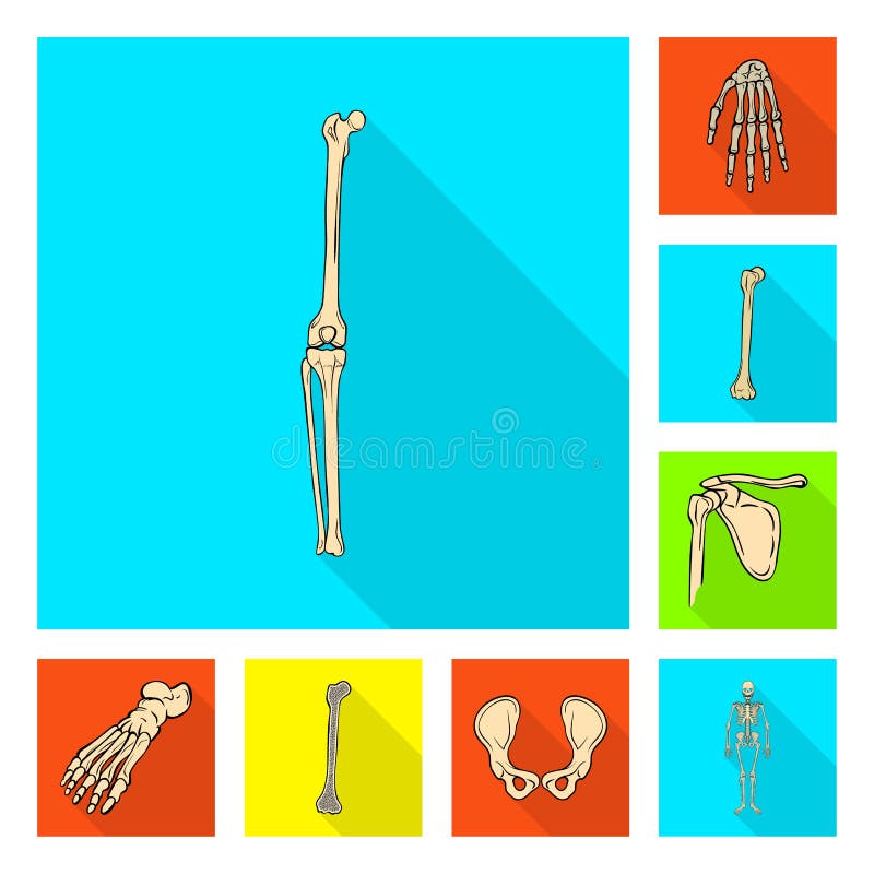 Isolated Object of Bone and Skeleton Icon. Set of Bone and Human Stock ...