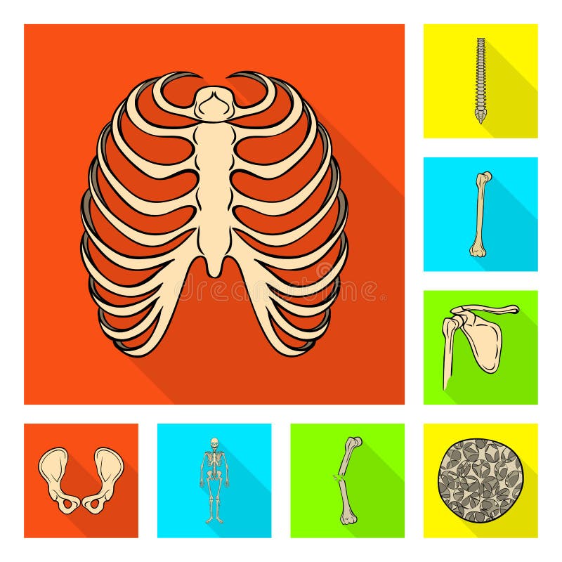 Vector Illustration of Bone and Skeleton Symbol. Set of Bone and Human ...