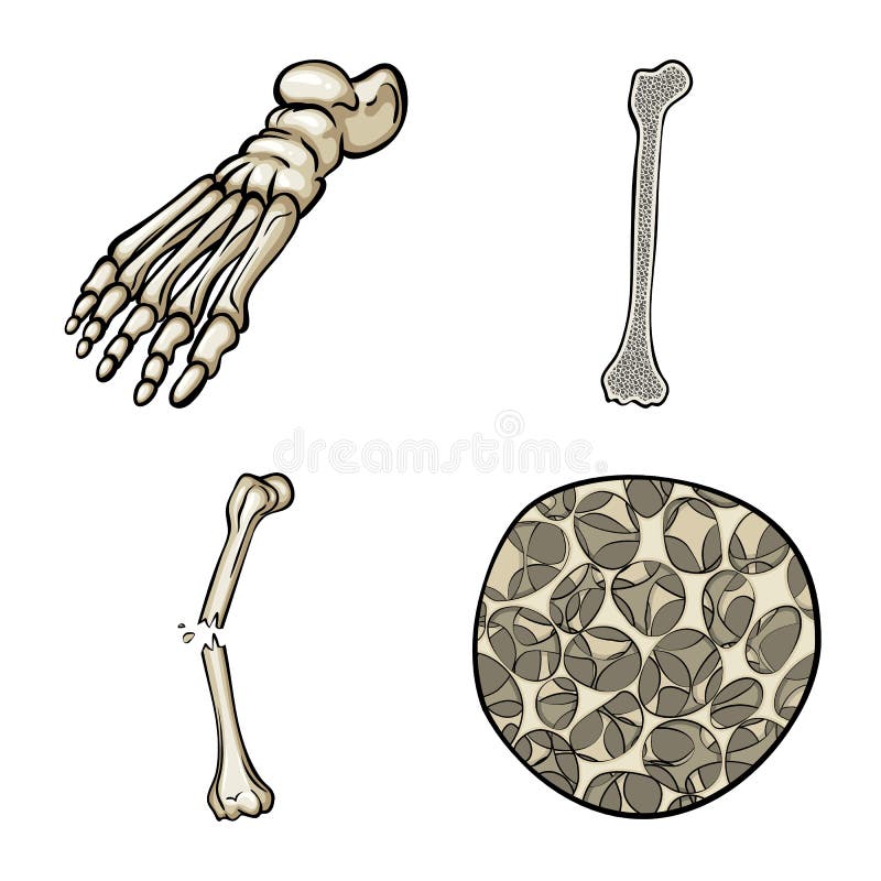 Bone Alignment Stock Illustrations – 689 Bone Alignment Stock ...