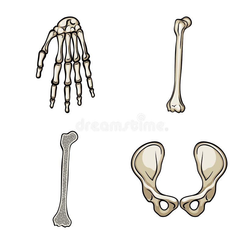 Isolated Object of Bone and Skeleton Symbol. Collection of Bone and ...