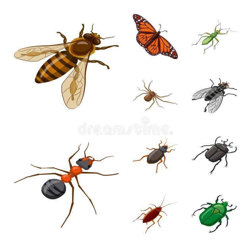 Isolated Object of Insect and Fly Logo. Collection of Insect and ...