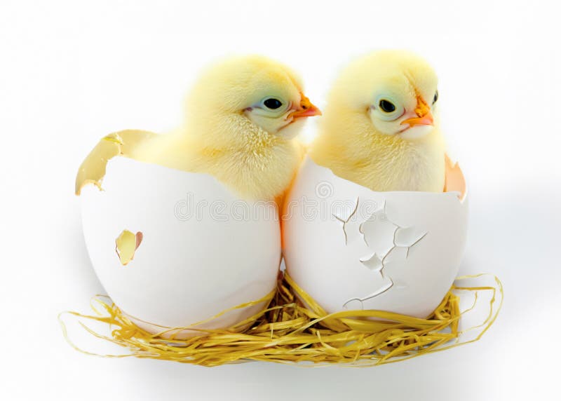 Isolated Object Shot of Two Chick Hatchlings. Baby Yellow Chickens ...