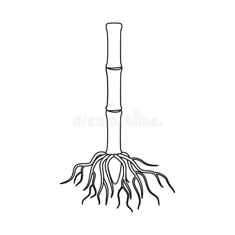 Stilt Root Of Sugarcane