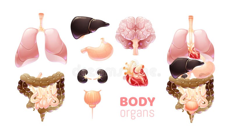 Isolated Objects and Organs Location in the Body Stock Vector ...