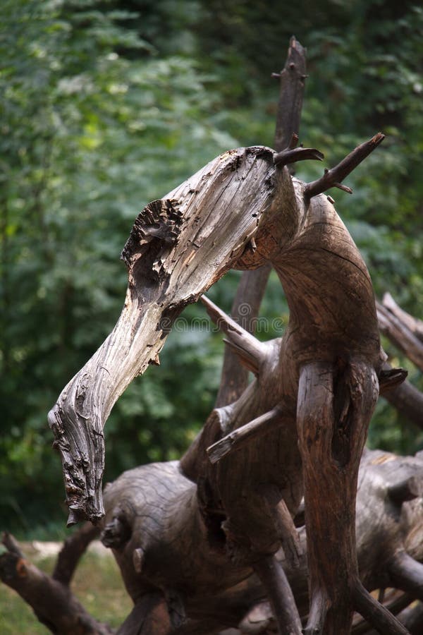 An Isolated Old Gnarly Tree Near a Sidewalk and Palm Trees Stock Image ...