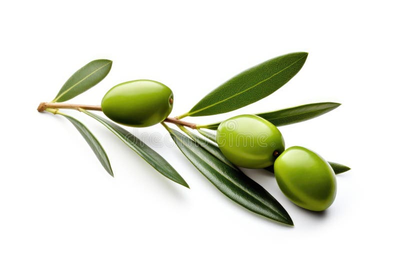 Isolated Olive Branch Design Element on White Background. Branch with ...