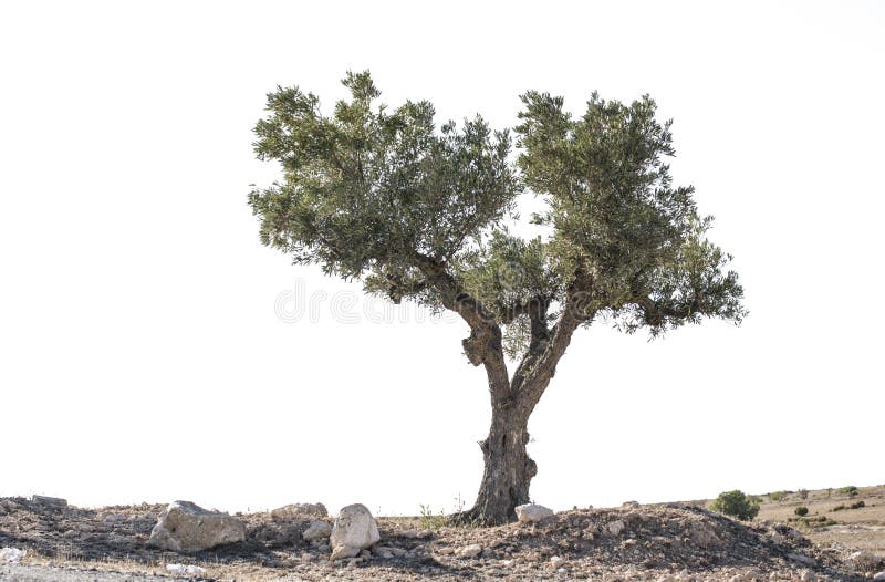 Isolated olive tree stock photo. Image of olive, tree - 36831446