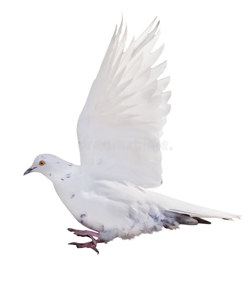 Flying White Dove with Blossoming Cherry Tree Branch Stock Image ...