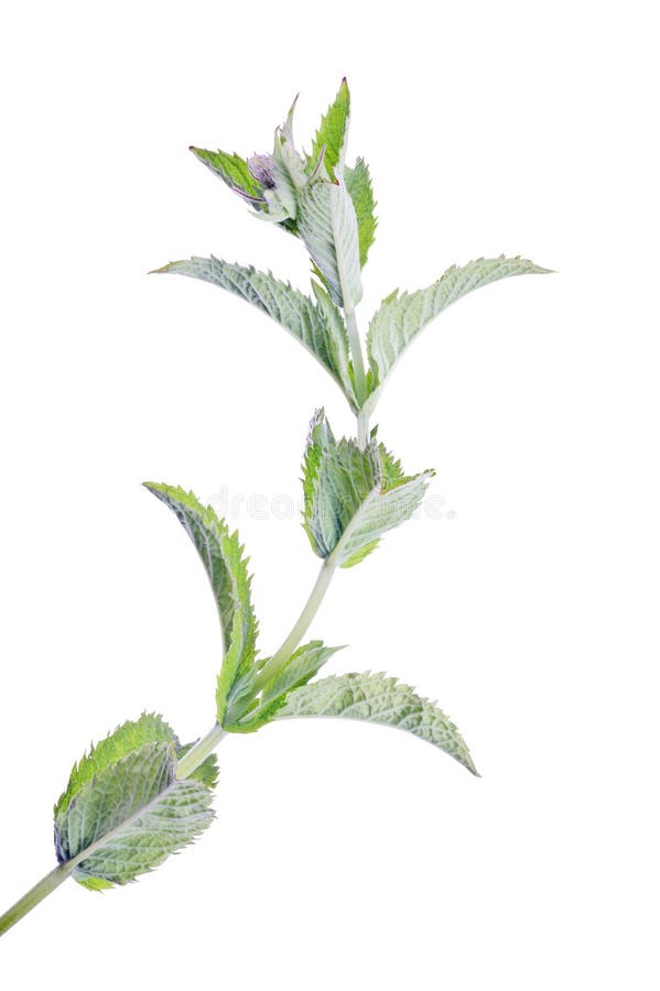 Isolated One Green Branch of Peppermint Stock Image - Image of food ...
