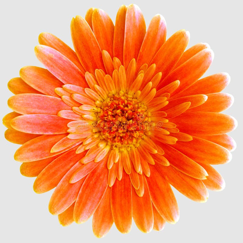 An Isolated Orange Gerbera Germini Flower Stock Image - Image of ...