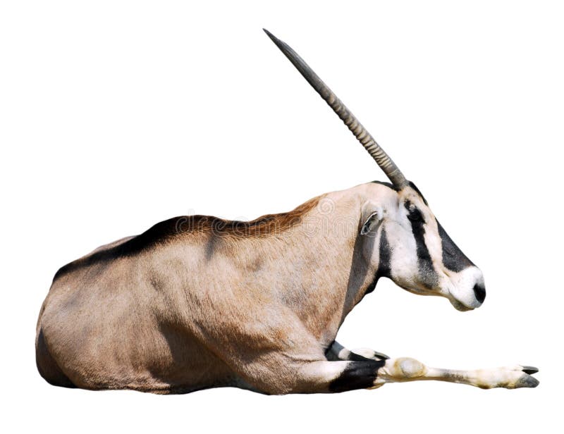 645 Oryx Head Stock Photos - Free & Royalty-Free Stock Photos from ...