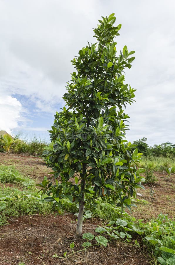 Tall Slender Jackfruit Tree Stock Image - Image of jamaica, jamaican ...