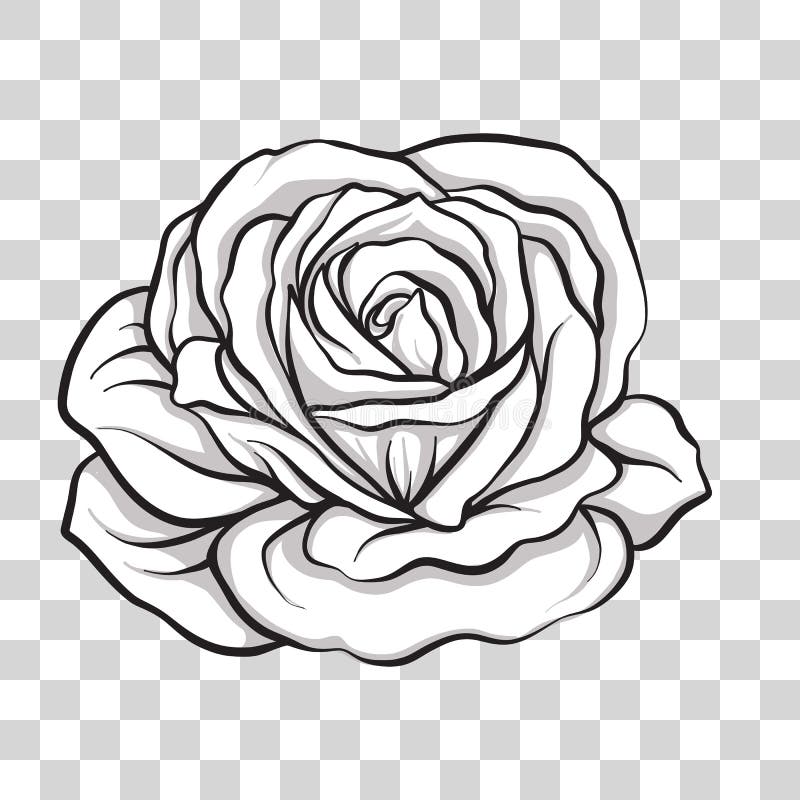 Isolated Outline Rose Flower. Stock Vector Illustration. Stock Vector ... Isolated Outline Rose Flower. Stock Vector Illustration. Stock Vector ...