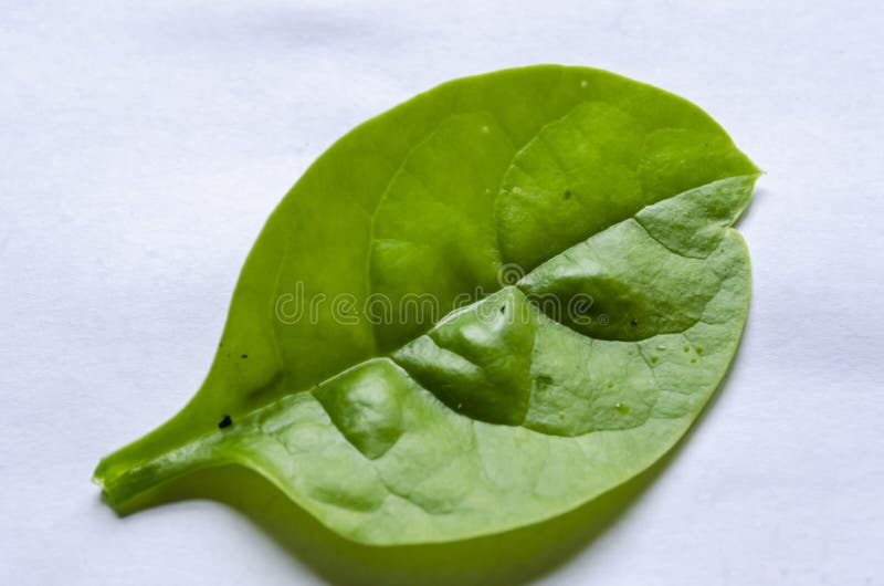 741 Oval Shape Nature Leaf Stock Photos - Free & Royalty-Free Stock ...